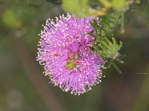 Variety Melaleuca pentagona pentagona · iNaturalist