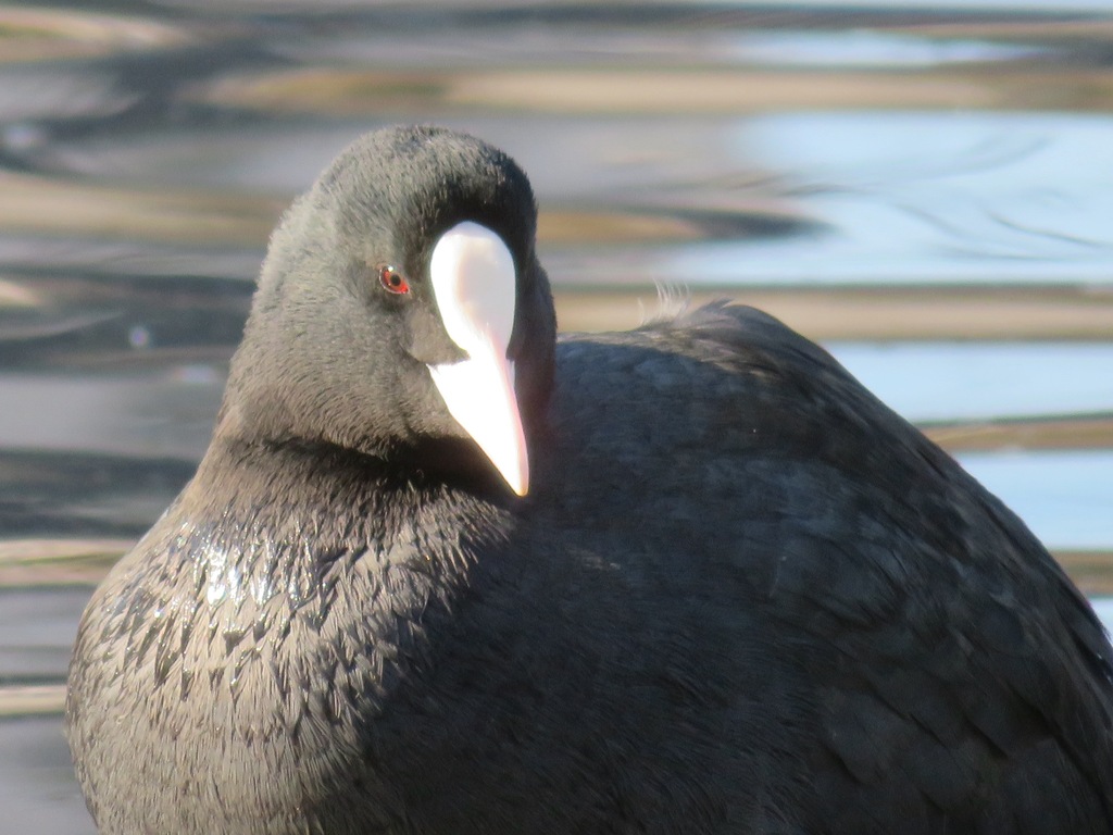 Eurasian Coot from Hirai, Edogawa City, Tokyo 132-0035, Japan on ...