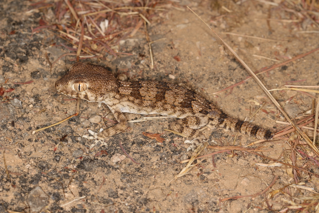 Spacious Rock Gecko from Dafár, Omán on October 19, 2015 at 08:12 PM by ...