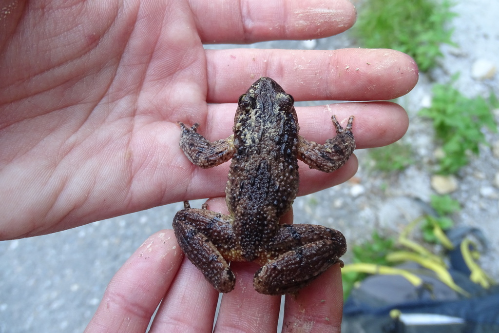 Caucasian Parsley Frog in July 2020 by sergey_stefanov · iNaturalist