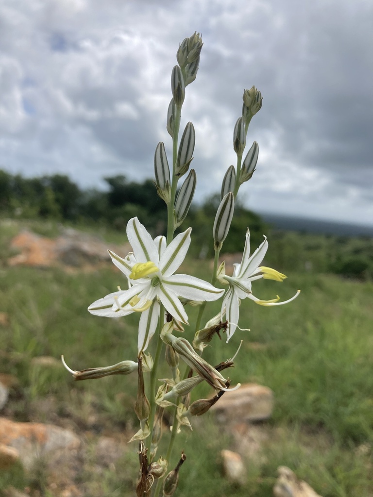 Chlorophytum bowkeri from Big Five Hlabisa Rural, Big Five Hlabisa, KZN ...