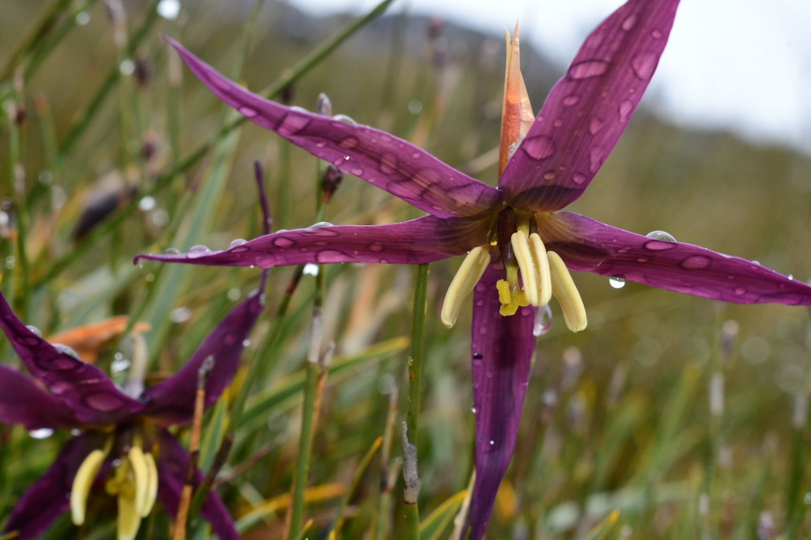 Isophysis tasmanica (Hook.) T.Moore