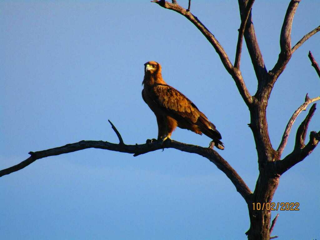 True Eagles from Ngamiland South District, Botswana on February 10 ...