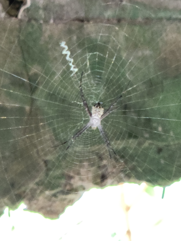 Hawaiian Garden Spider from Palau on December 14, 2022 at 04:31 PM by ...