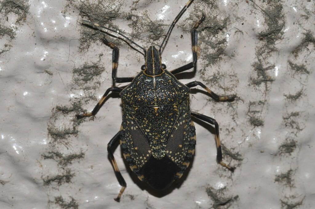 Yellow-spotted Stink Bug from 蓮生寺公園通り三番街 on November 04, 2022 at 05:12 ...