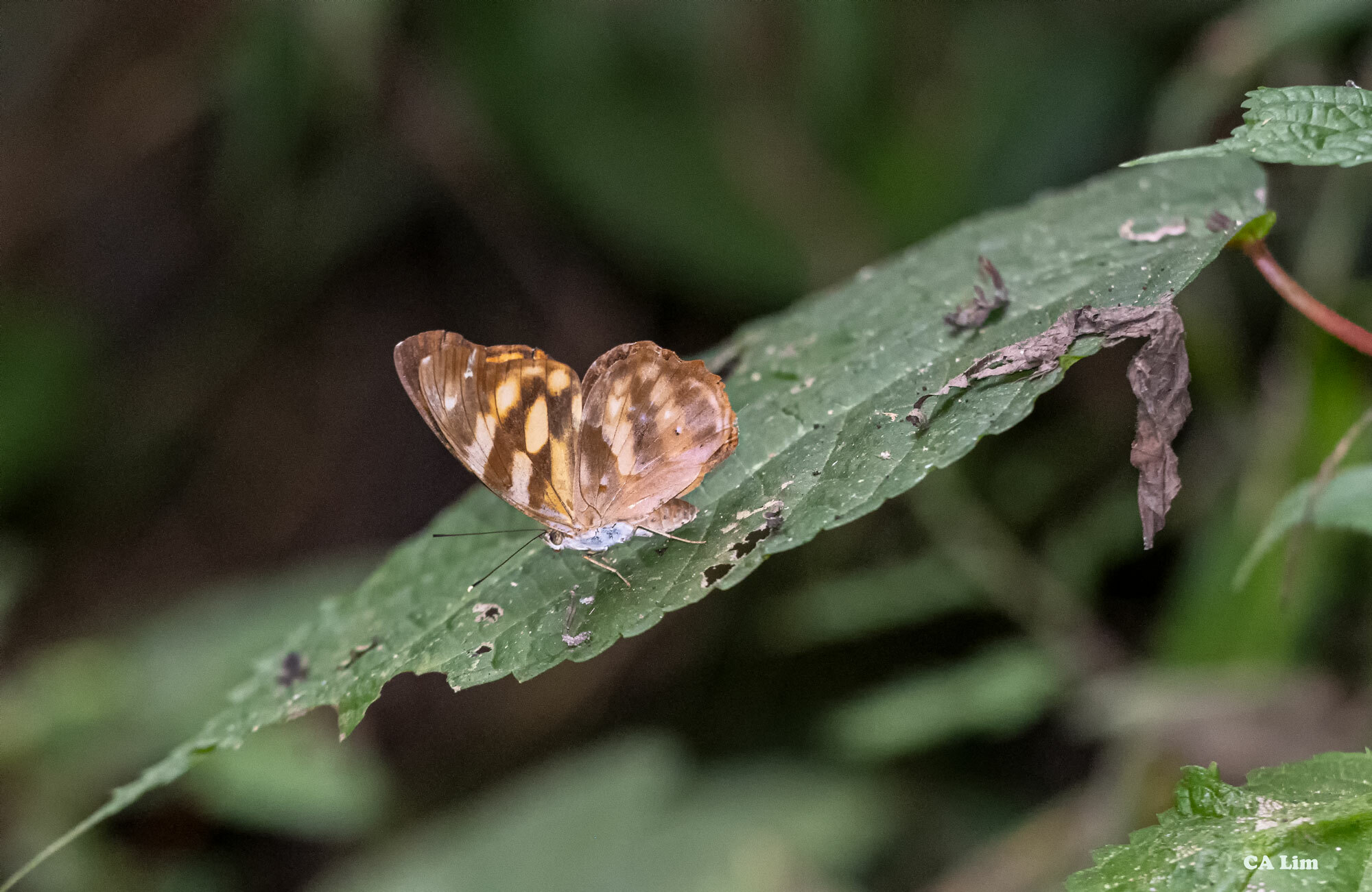Herona marathus Doubleday, 1848