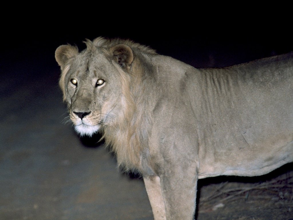 Northern Lion in February 2007 by simben · iNaturalist