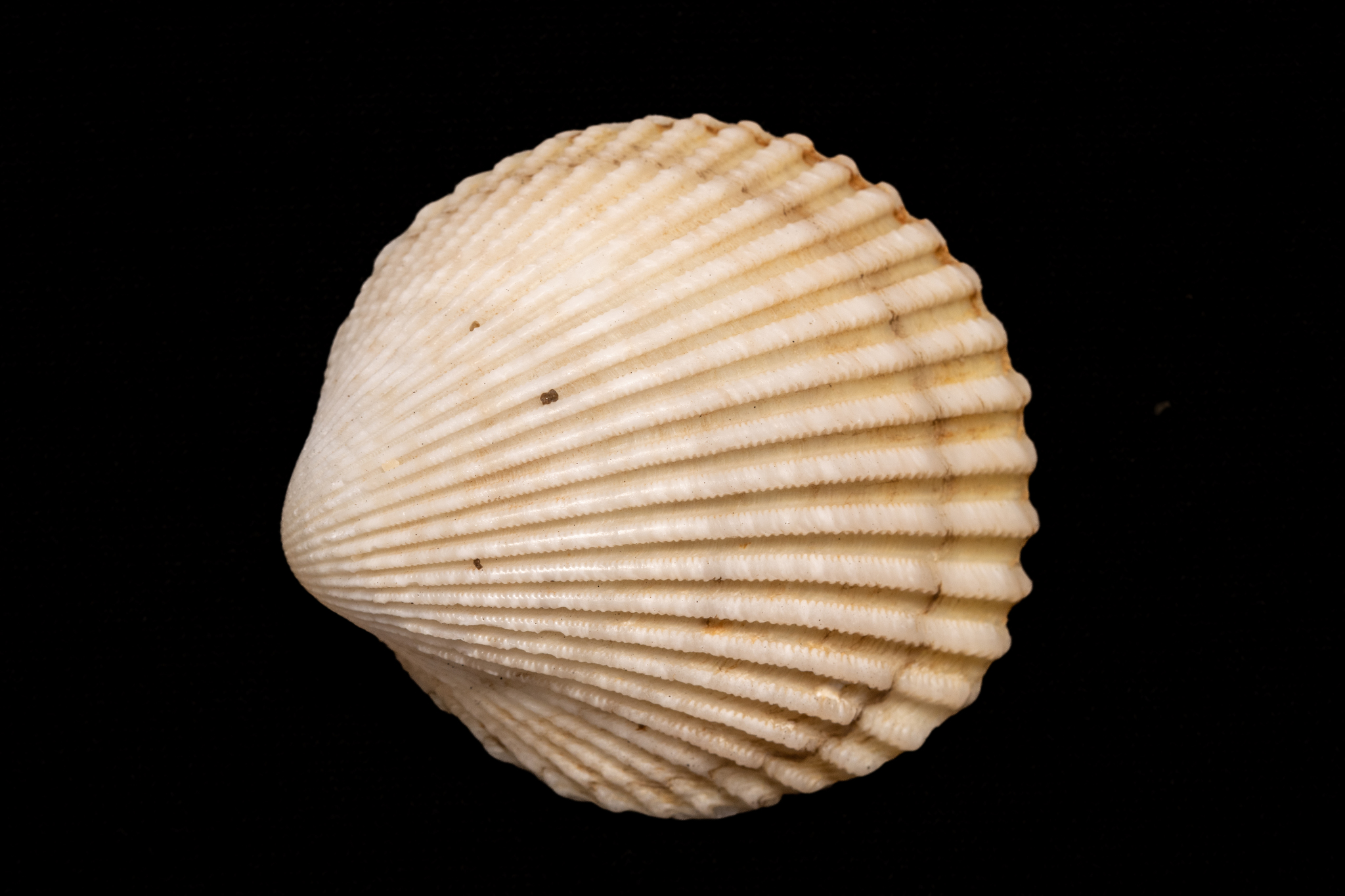 Vasticardium pectiniforme (Born, 1780)