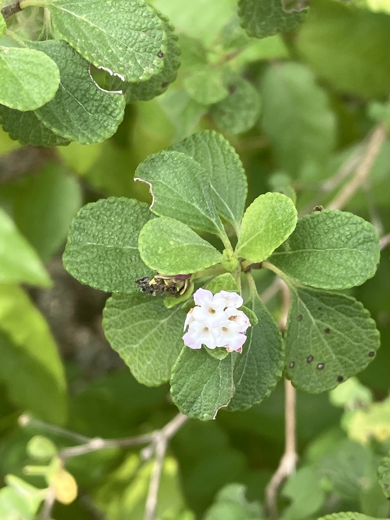 Button Sage from Little Cayman, KY on December 7, 2022 at 09:53 AM by ...