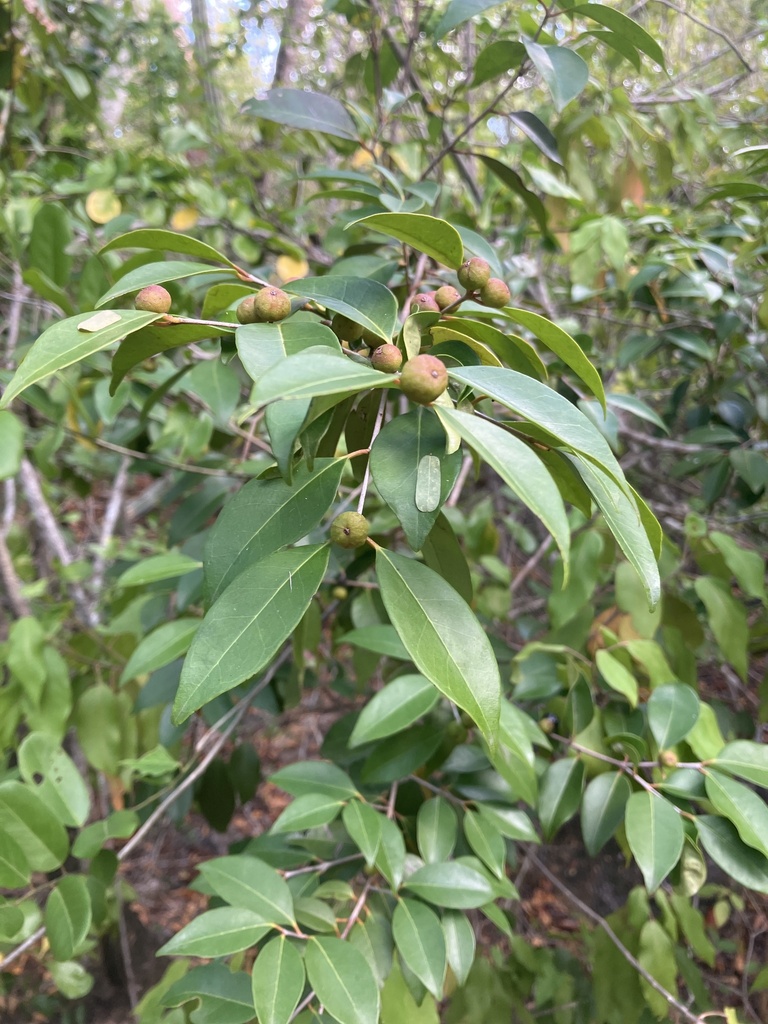 White Stopper from Little Cayman, KY on 07 December, 2022 at 10:08 AM ...