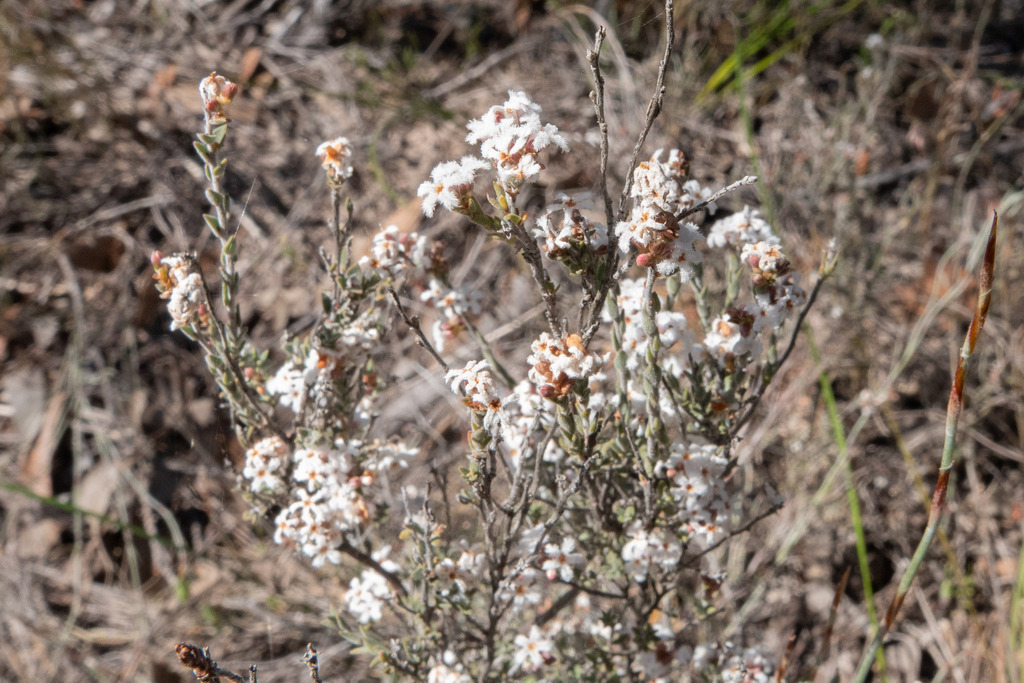 common beard-heath from Douglas VIC 3409, Australia on October 10, 2022 ...