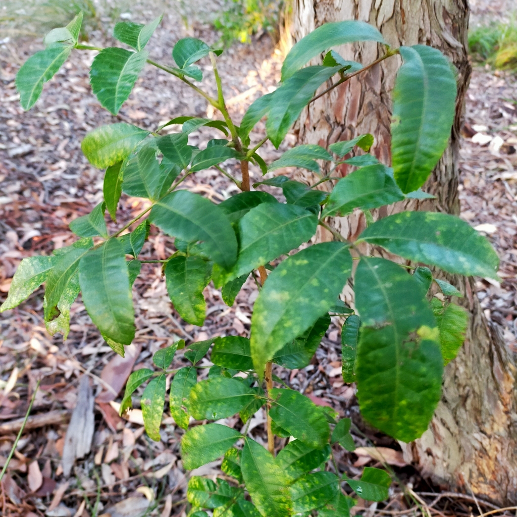 Brazilian pepper from Cassowary Dr Before Bullfinch Wy, Ballajura WA ...