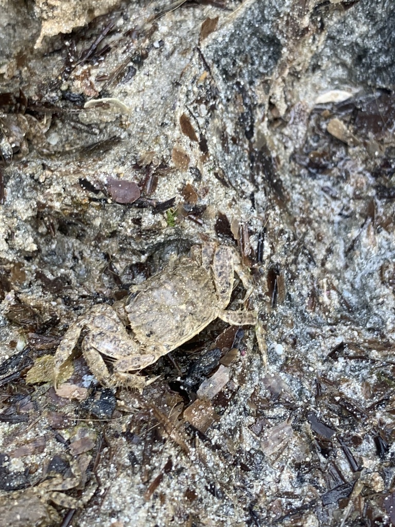 Southern Sentinel Crab from Cooroyba Ct, North Haven, SA, AU on ...