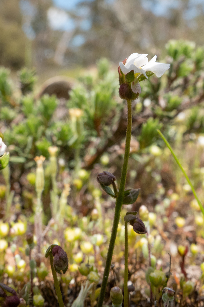 Foot Triggerplant from Douglas VIC 3409, Australia on October 10, 2022 ...