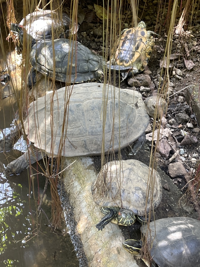 Giant Asian Pond Turtle in January 2022 by yichenchua7 · iNaturalist