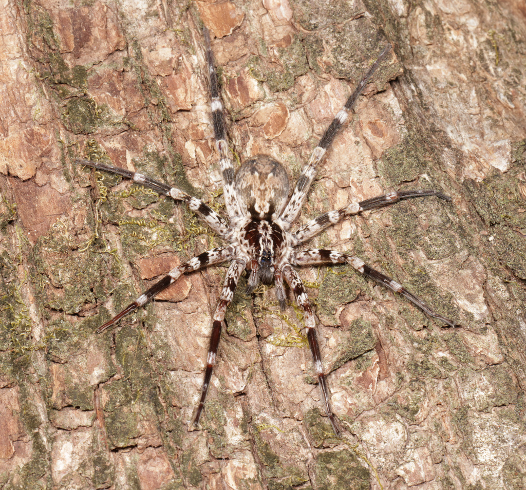 Ornamental Wandering Spider from Marovoay, Madagascar on November 28 ...
