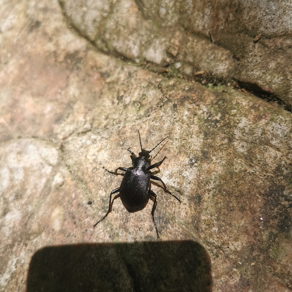 Calosoma maximowiczi from Nanjing, CN-JS, CN on July 02, 2022 at 11:27 ...
