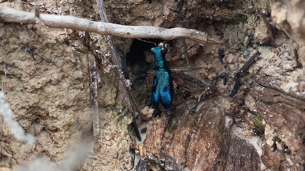 Heptodonta from Kuching, Sarawak, Malaysia on February 12, 2020 at 12: ...