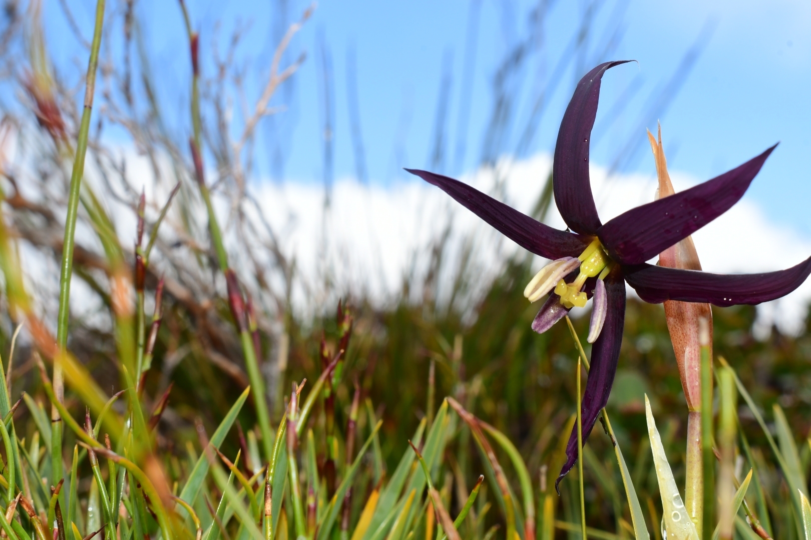 Isophysis tasmanica (Hook.) T.Moore