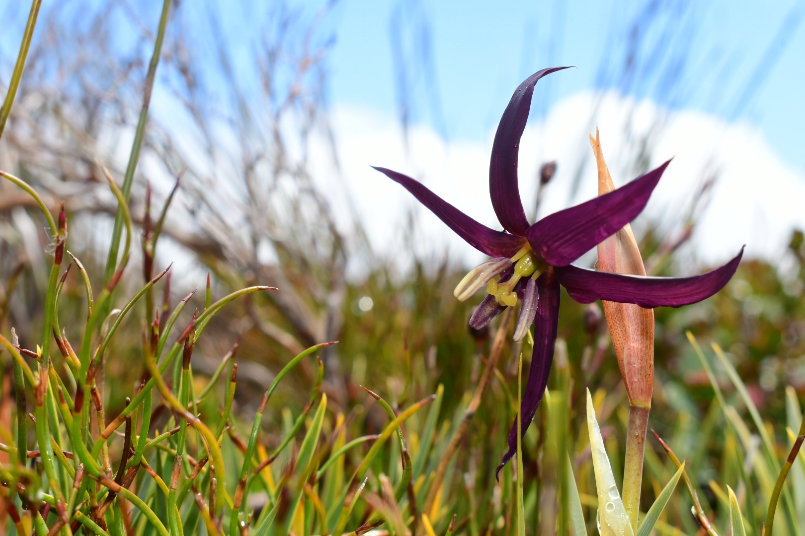 Isophysis tasmanica (Hook.) T.Moore