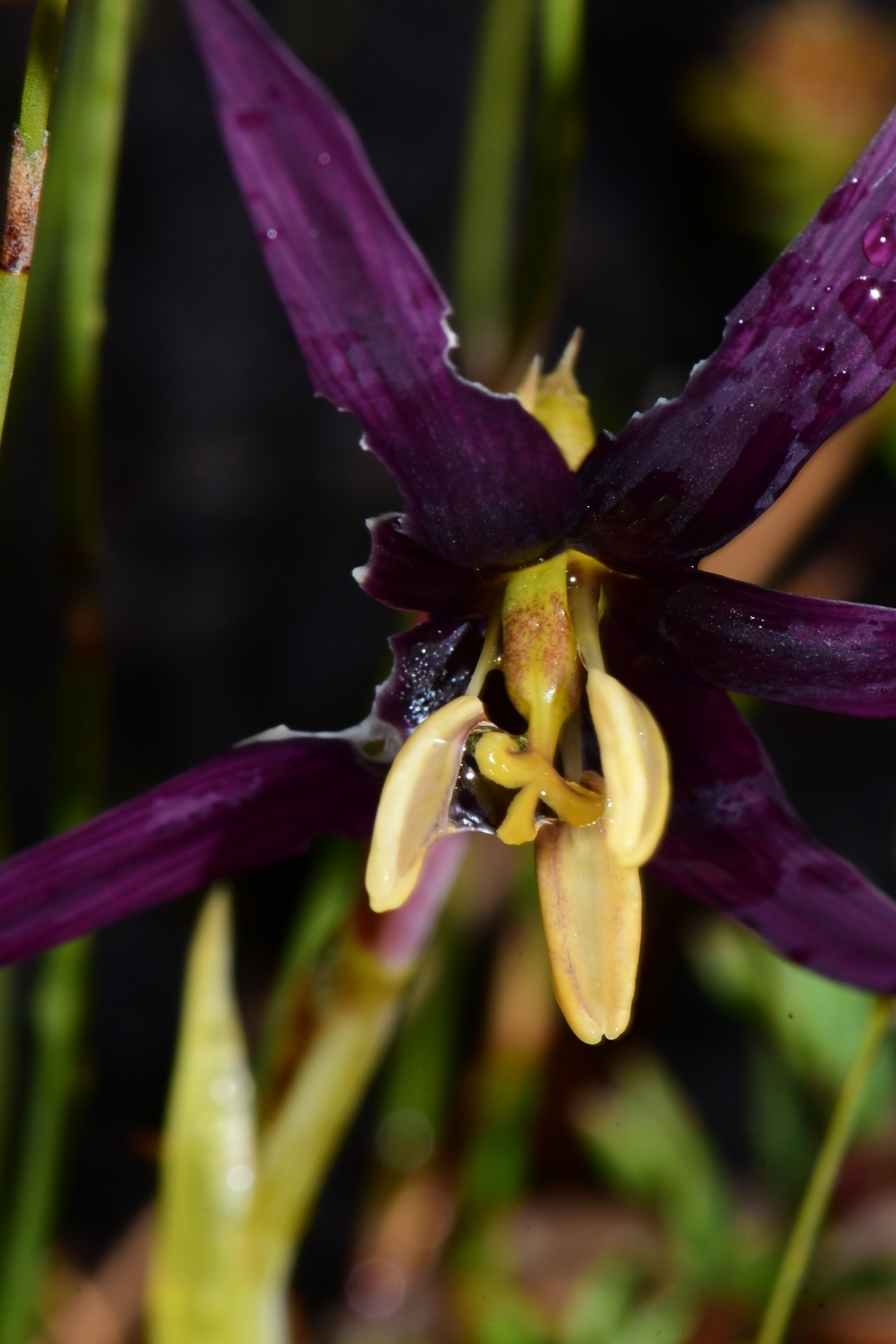 Isophysis tasmanica (Hook.) T.Moore