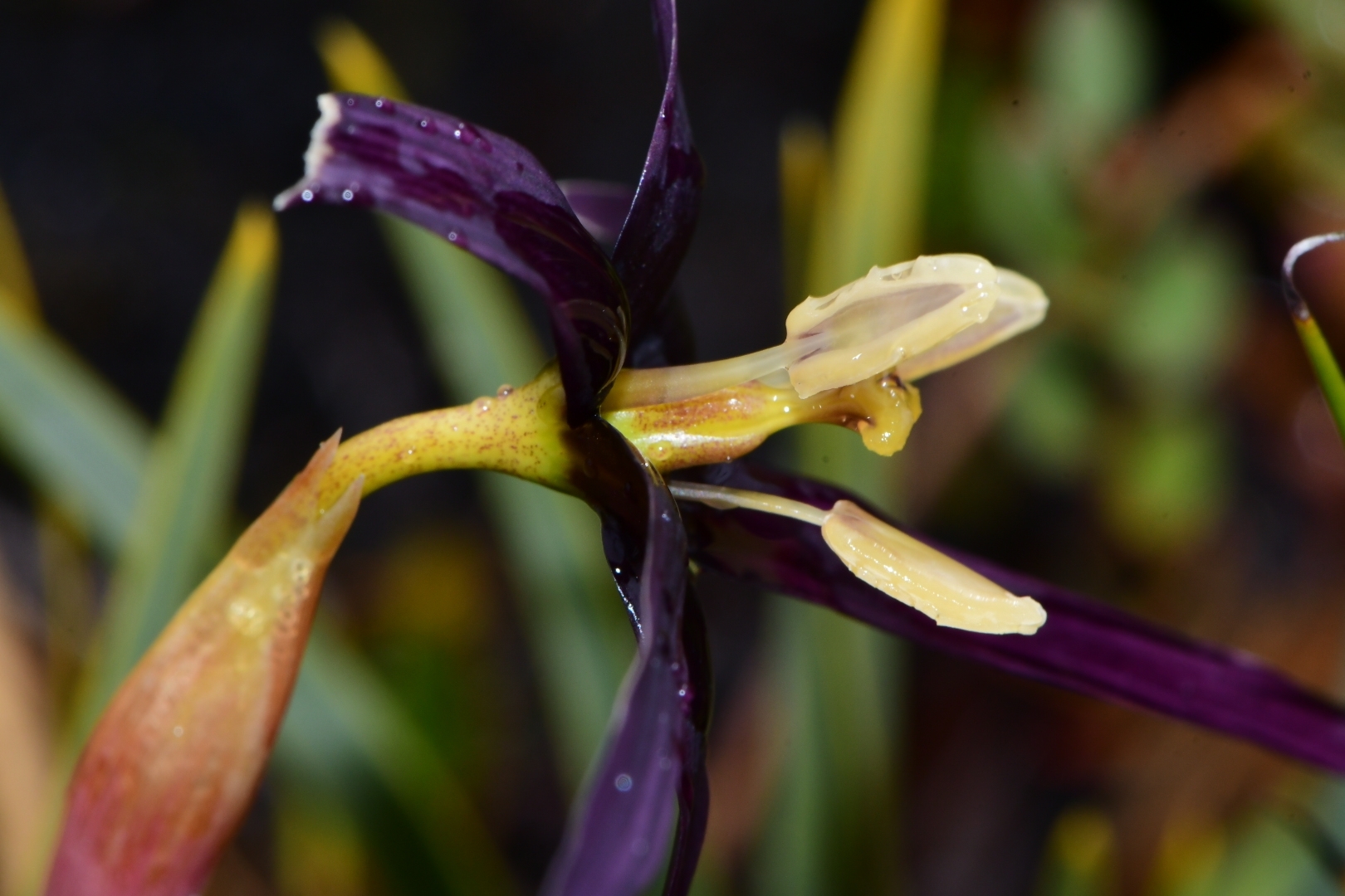 Isophysis tasmanica (Hook.) T.Moore