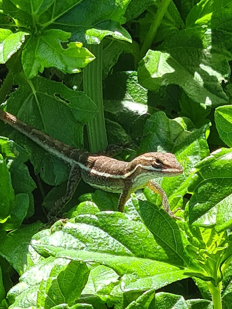 Grass Anole from Kwakoegron, Suriname on December 14, 2022 at 09:29 AM ...