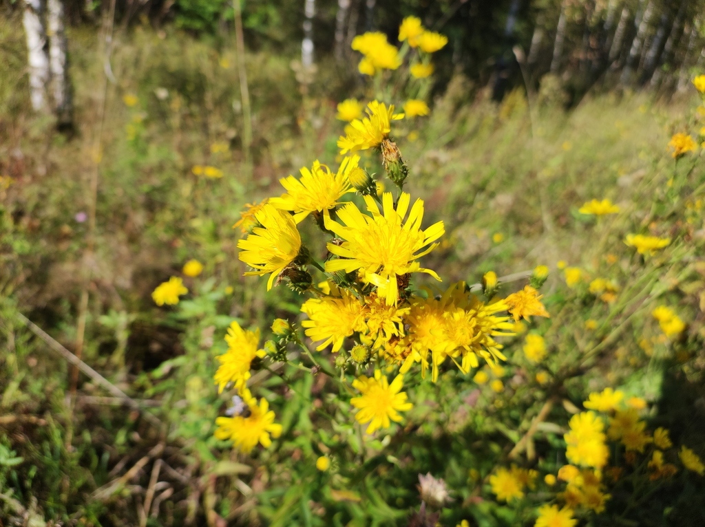 Canada hawkweed from Шуйский р-н, Ивановская обл., Россия on September ...