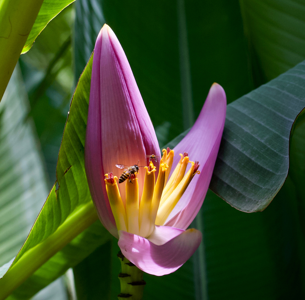 Asian Honey Bee from Huay Kaew Arboretum, Chiang Mai, Thailand on May ...