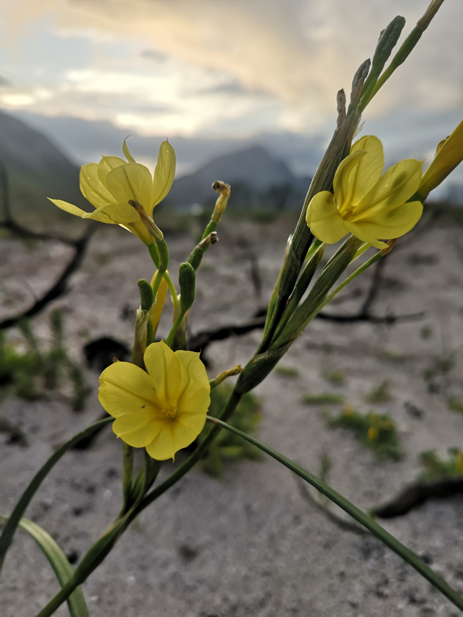 Moraea collina Thunb.