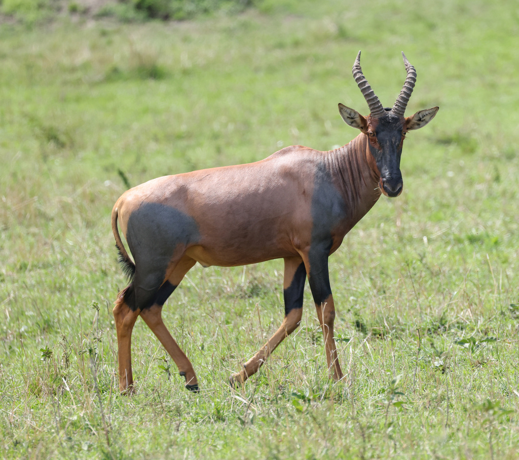 Topi from Serengeti, TZ on November 28, 2022 at 01:06 AM by Matthew ...