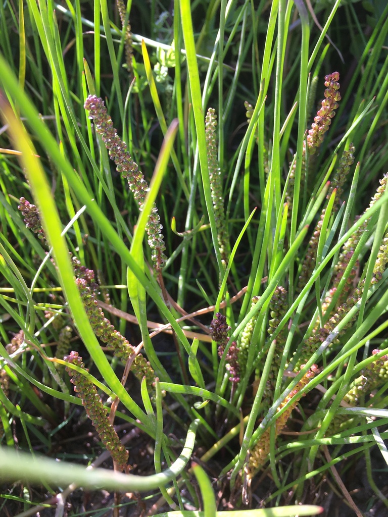 common arrowgrass from Los Vilos, Los Vilos, Coquimbo, CL on December ...