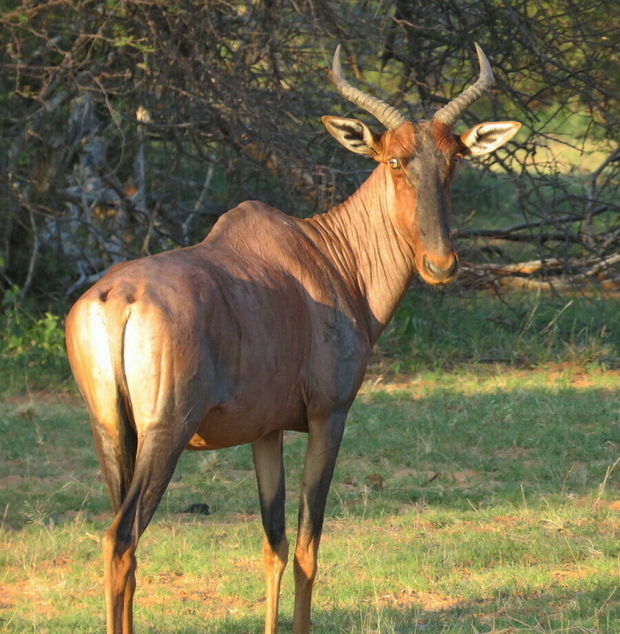 Common Tsessebe from Kavango East Region, Namibia on March 02, 2019 at ...
