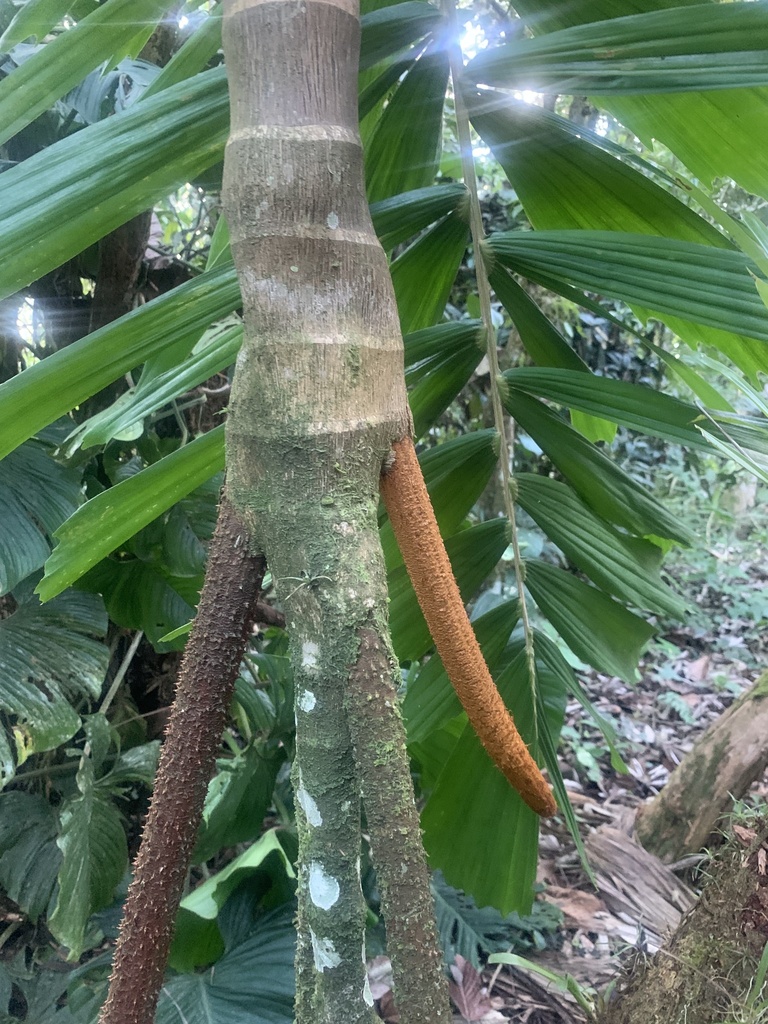walking palm from Pastaza, Pastaza, EC on December 12, 2022 at 04:20 PM ...