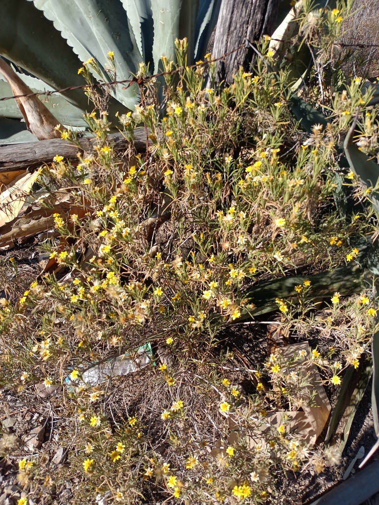 Trixis angustifolia from 78564 S.L.P., México on December 9, 2022 at 09 ...