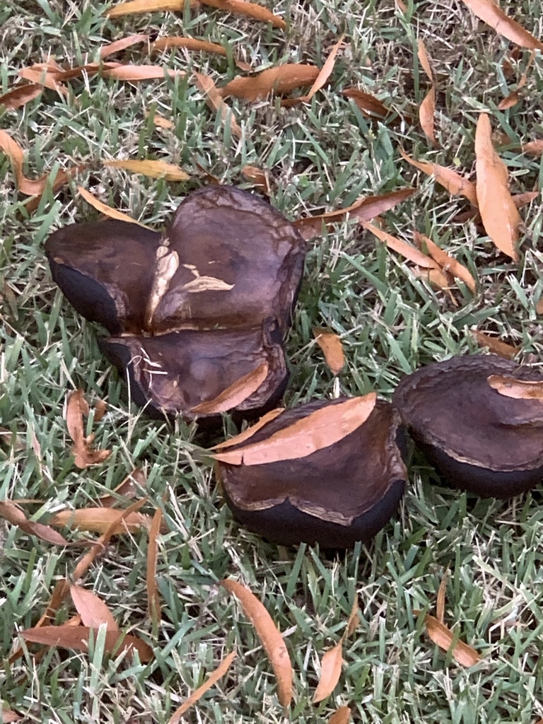 Fungi Including Lichens from Cole Rd, Memphis, TN, US on November 15 ...