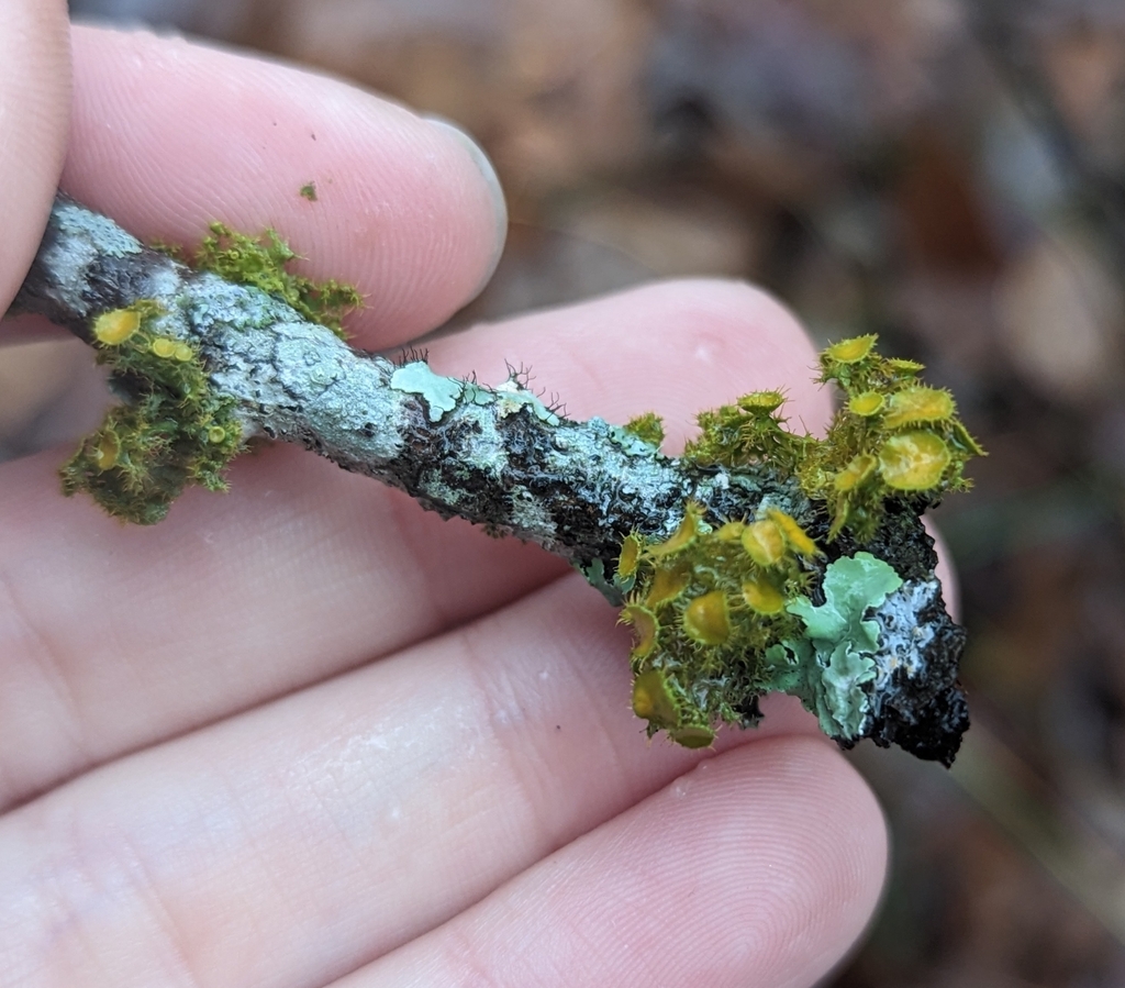 Golden-eye Lichen from The University of Texas at Tyler on December 14 ...