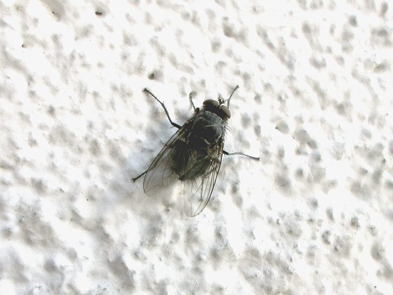 Bluebottle Flies from Багљаш, Зрењанин, Србија on December 13, 2022 at ...