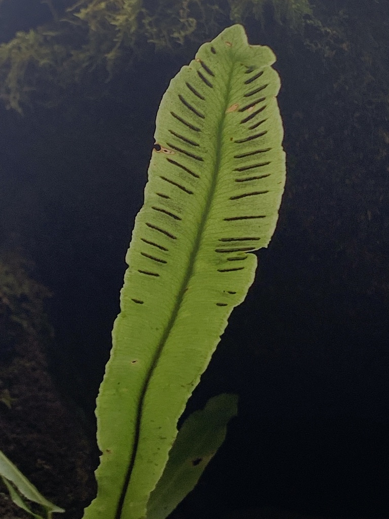 (Polypodiales) - Botanical Realm