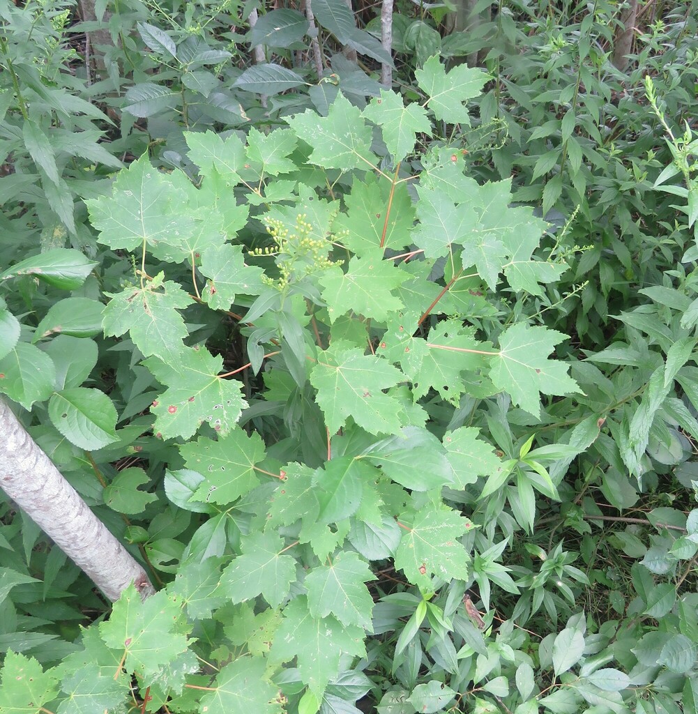 red maple from Stephen Young Marsh, Swanton, VT 05488, USA on August 12 ...