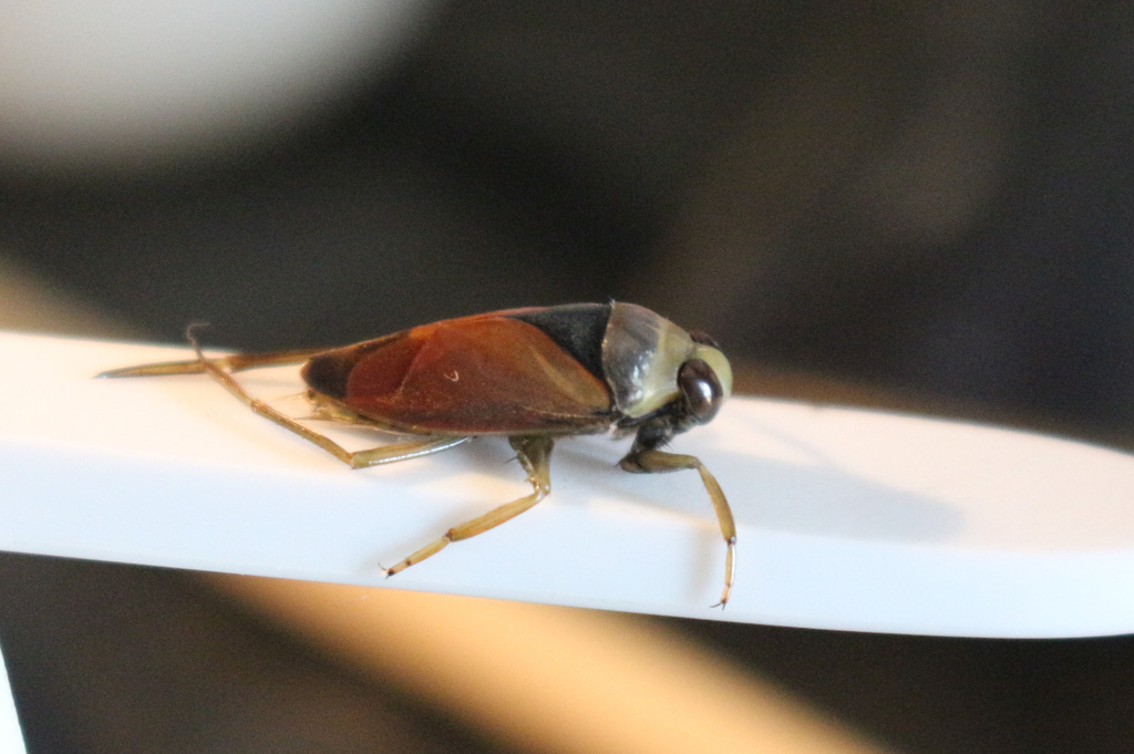 Greater Water Boatman from Aldeias, 6290-012 Gouveia, Portugal on July ...