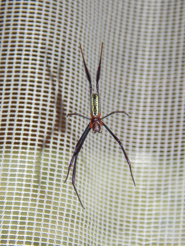 Hairy Golden Orb-weaving Spider from Bulawayo South, Bulawayo, Zimbabwe ...