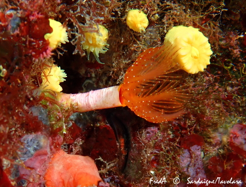 Protula intestinum · iNaturalist Mexico