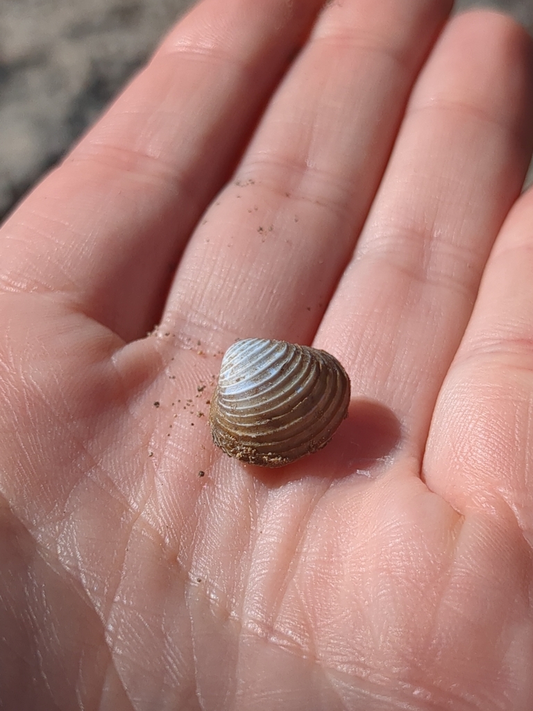 Asian Clam from Austin, TX 78744, USA on December 14, 2022 at 11:50 AM ...