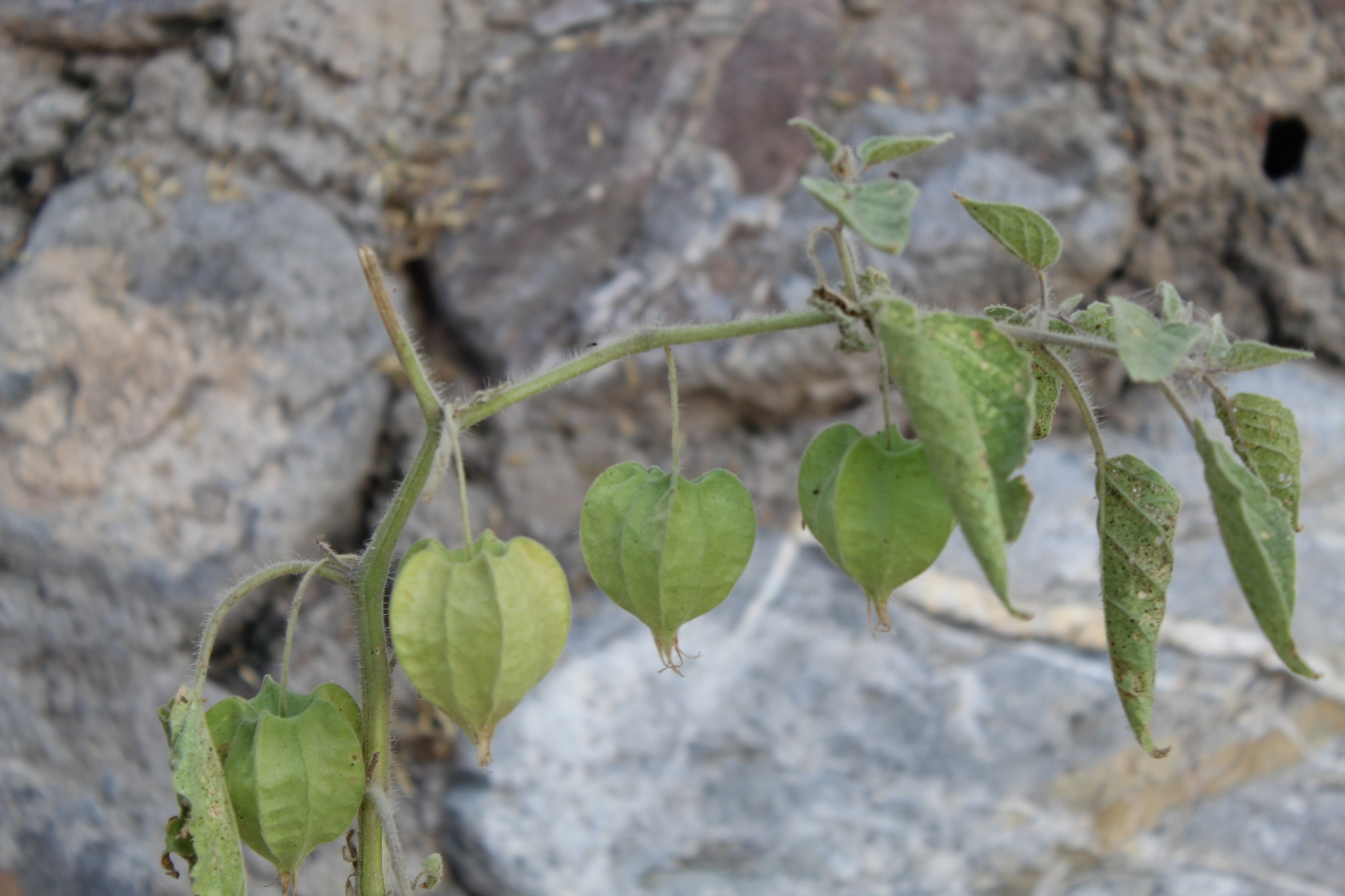 Physalis pruinosa L.
