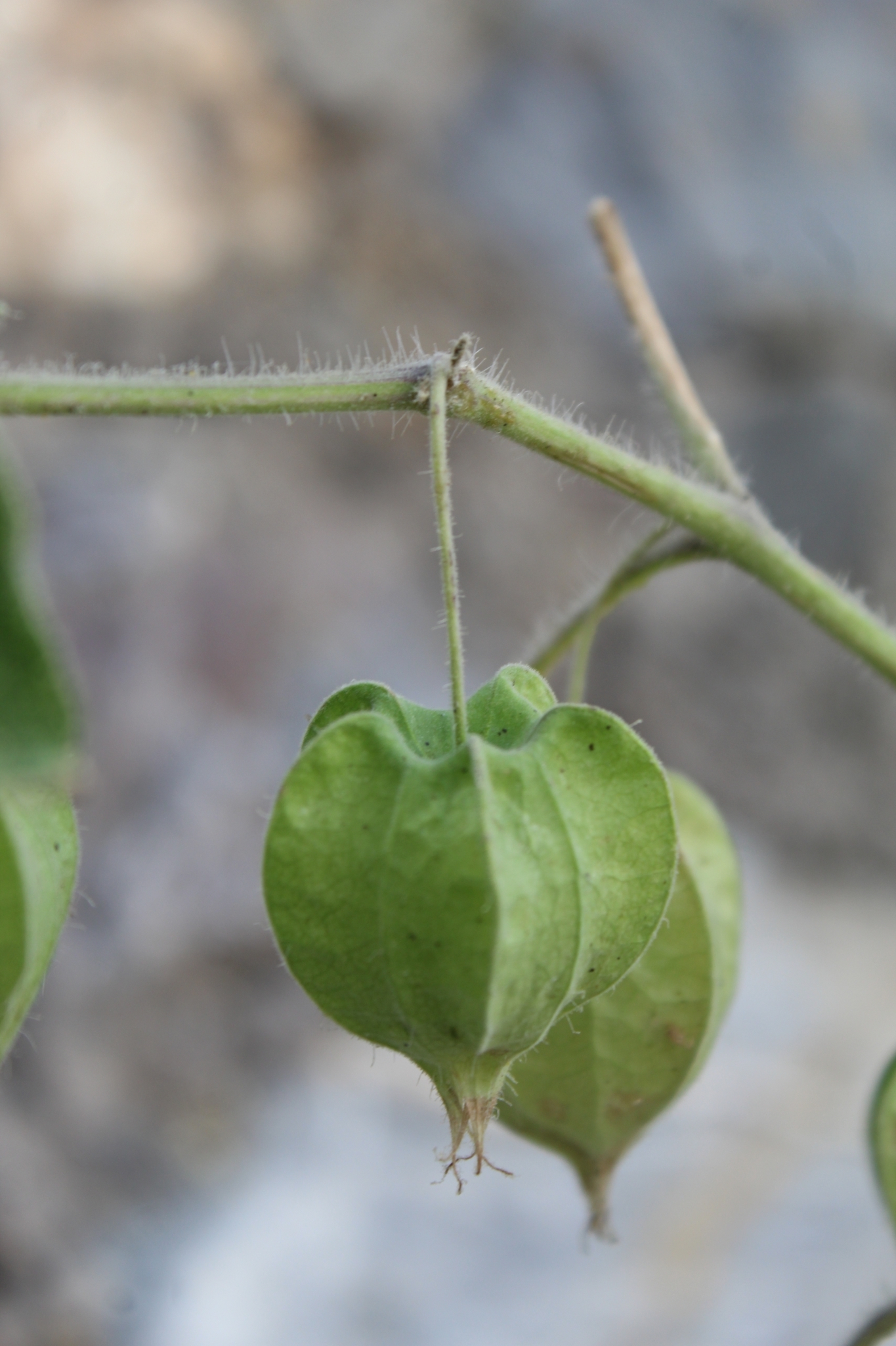Physalis pruinosa L.