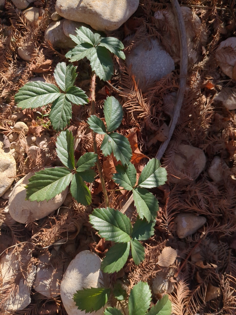 southern dewberry from Austin, TX 78744, USA on December 14, 2022 at 12 ...