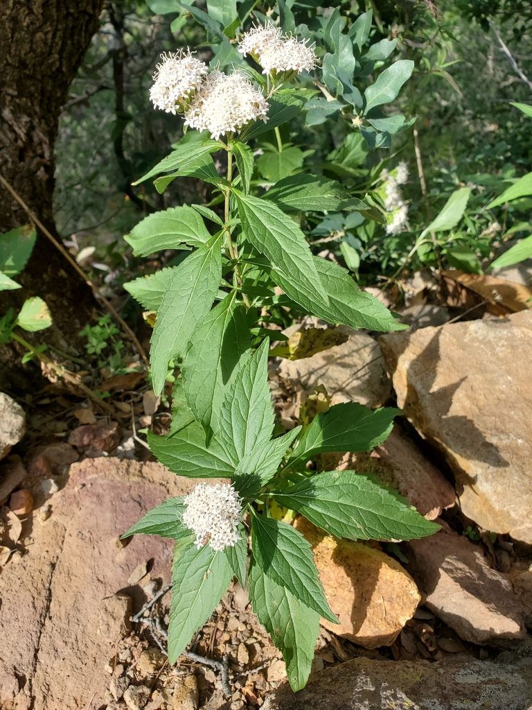 Roundleaf Candyleaf from Big Bend National Park, Brewster County, US-TX ...