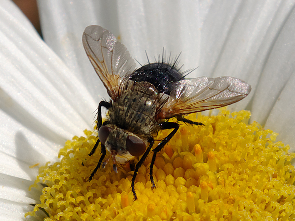 Archytas apicifer from Green Bay, WI, USA on July 11, 2012 at 11:24 AM ...
