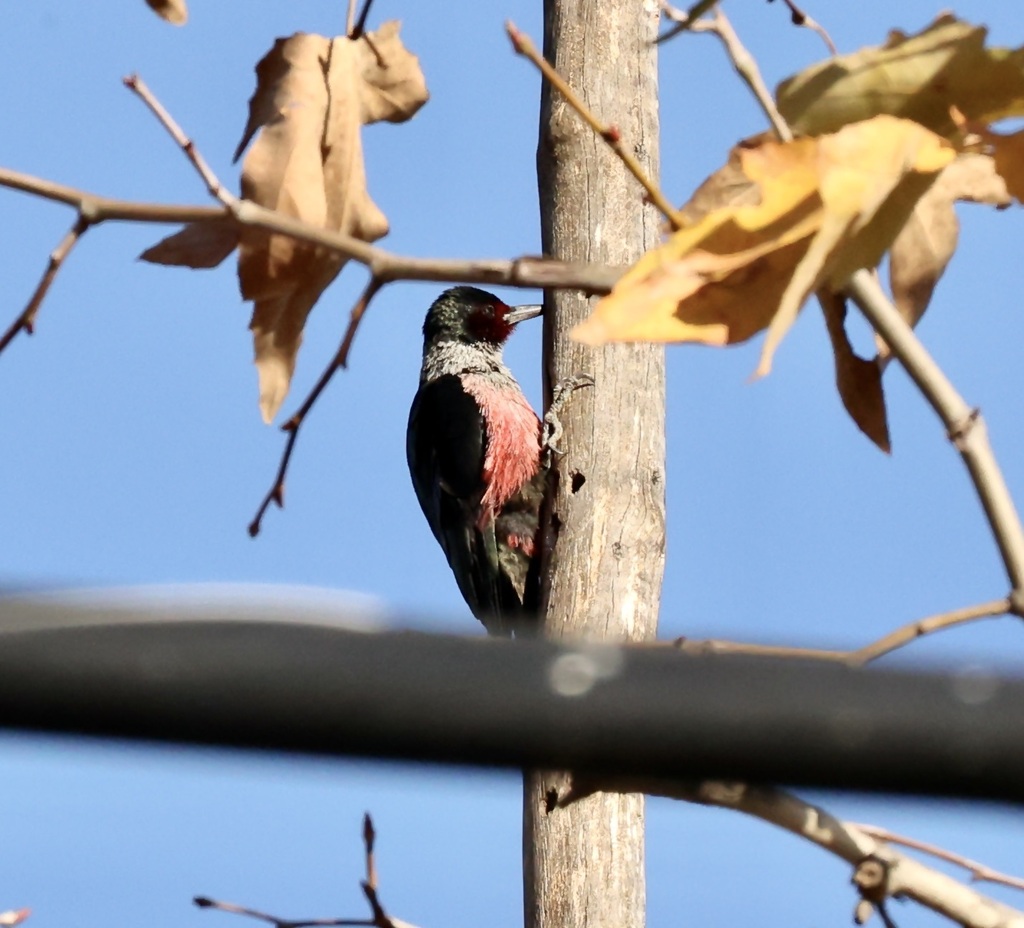 Lewis's Woodpecker from Santee, CA, USA on December 13, 2022 at 03:45 ...